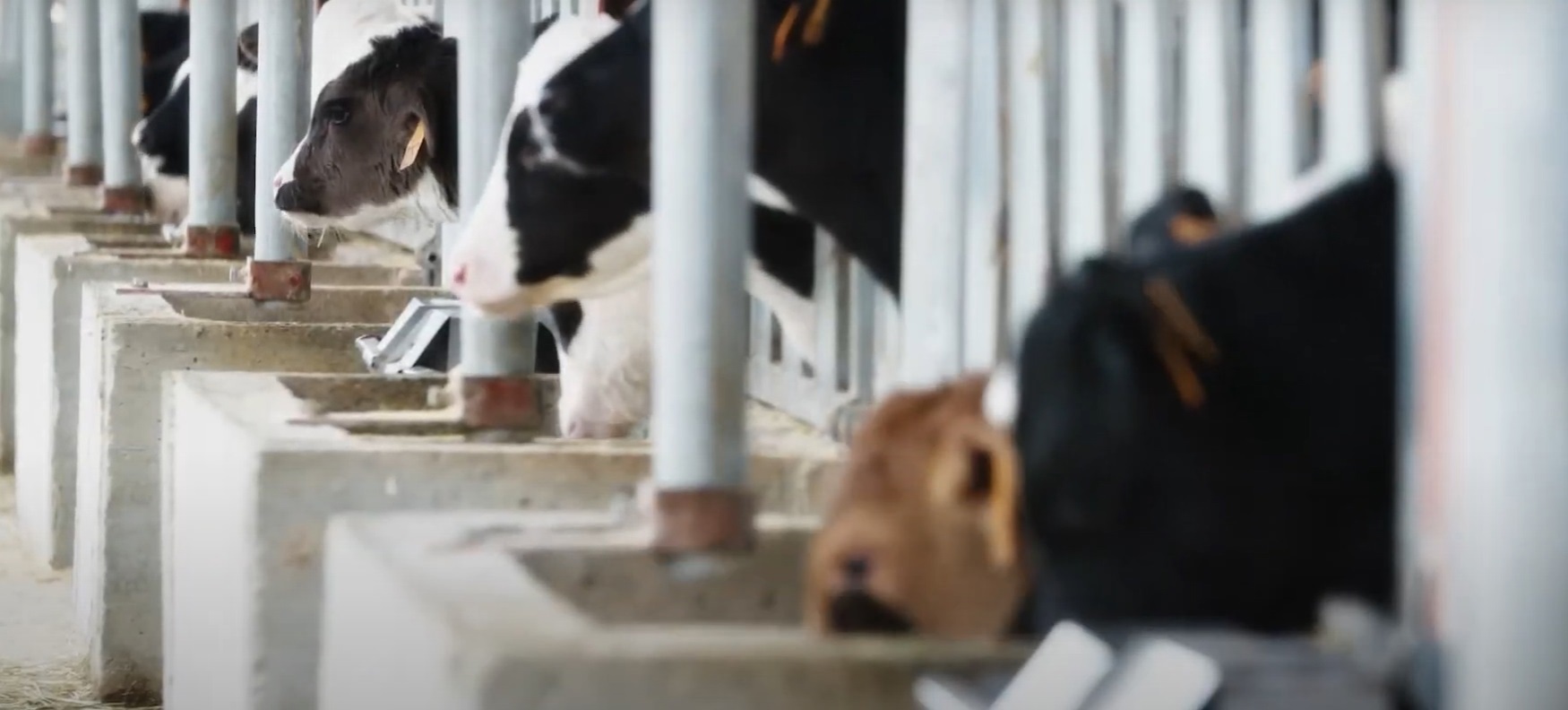 Sprayfo OsmoFit - Trouw Nutrition España