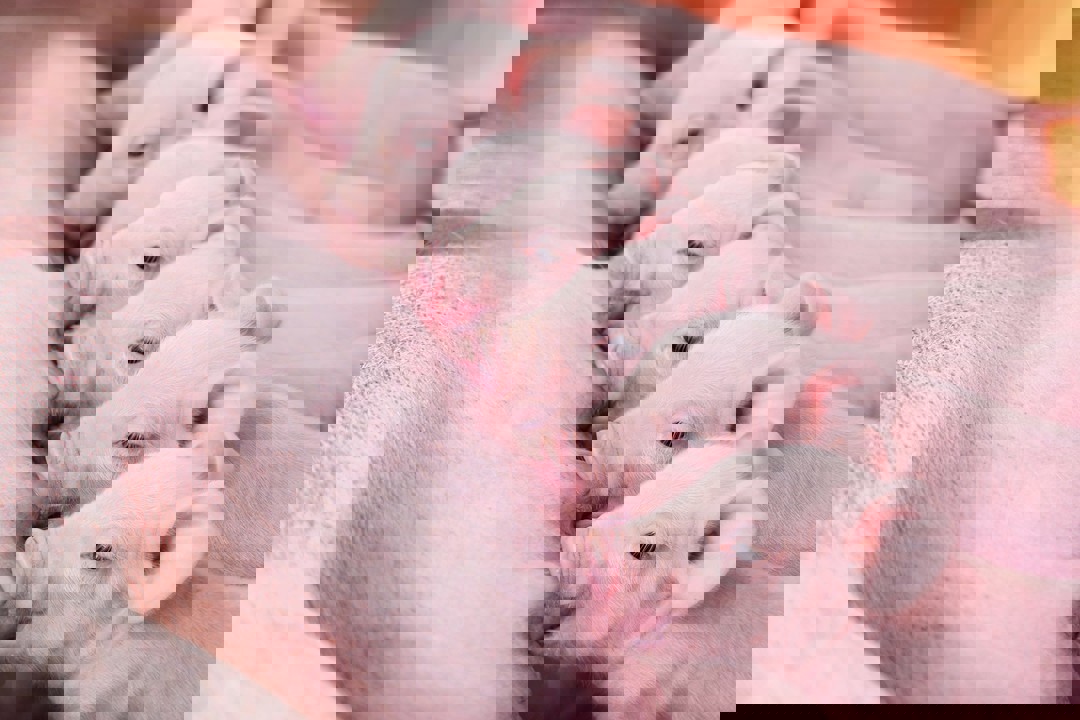 Cómo manejar con éxito las cerdas de alta producción de hoy - Trouw ...